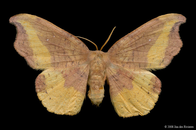 Rose Hooktip Moth (6255 - Oreta rosea)